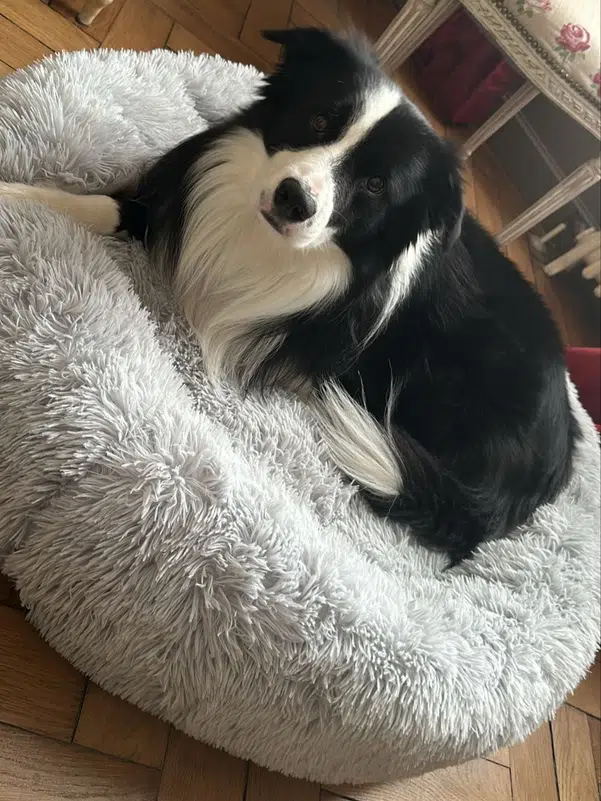 Voggt - buy Puppy Love Coussin apaisant pour chien gris clair taille ...